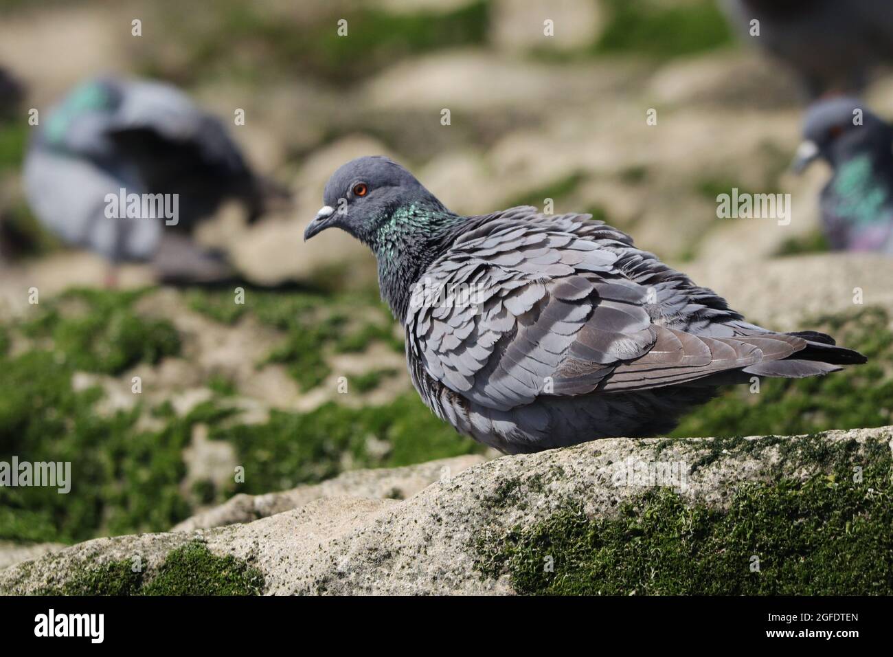 Flock of pigeons eating seeds outdoors Stock Photo - Alamy