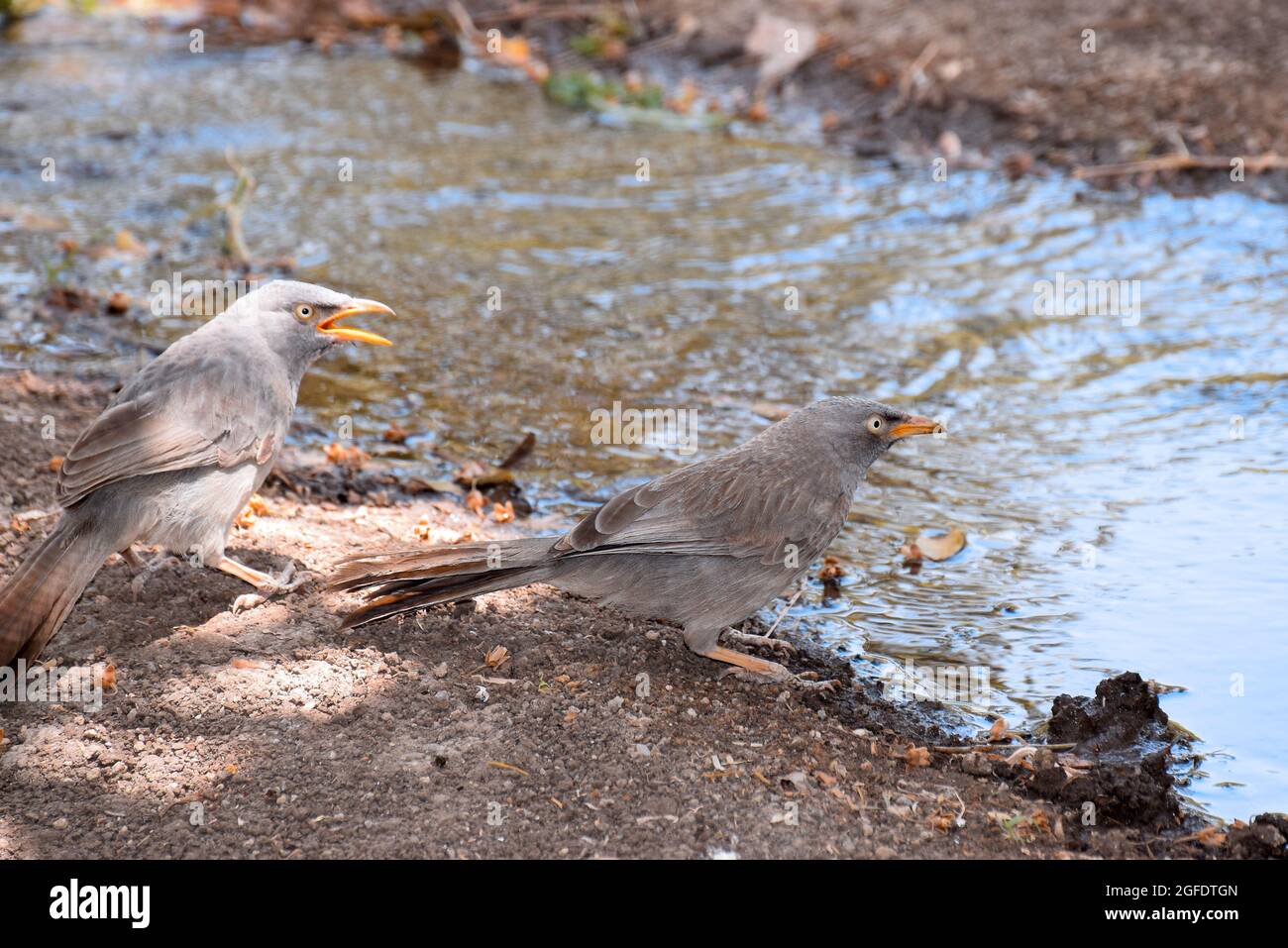 Thirsty birds, birds drinking water during irrigation in fields Stock ...
