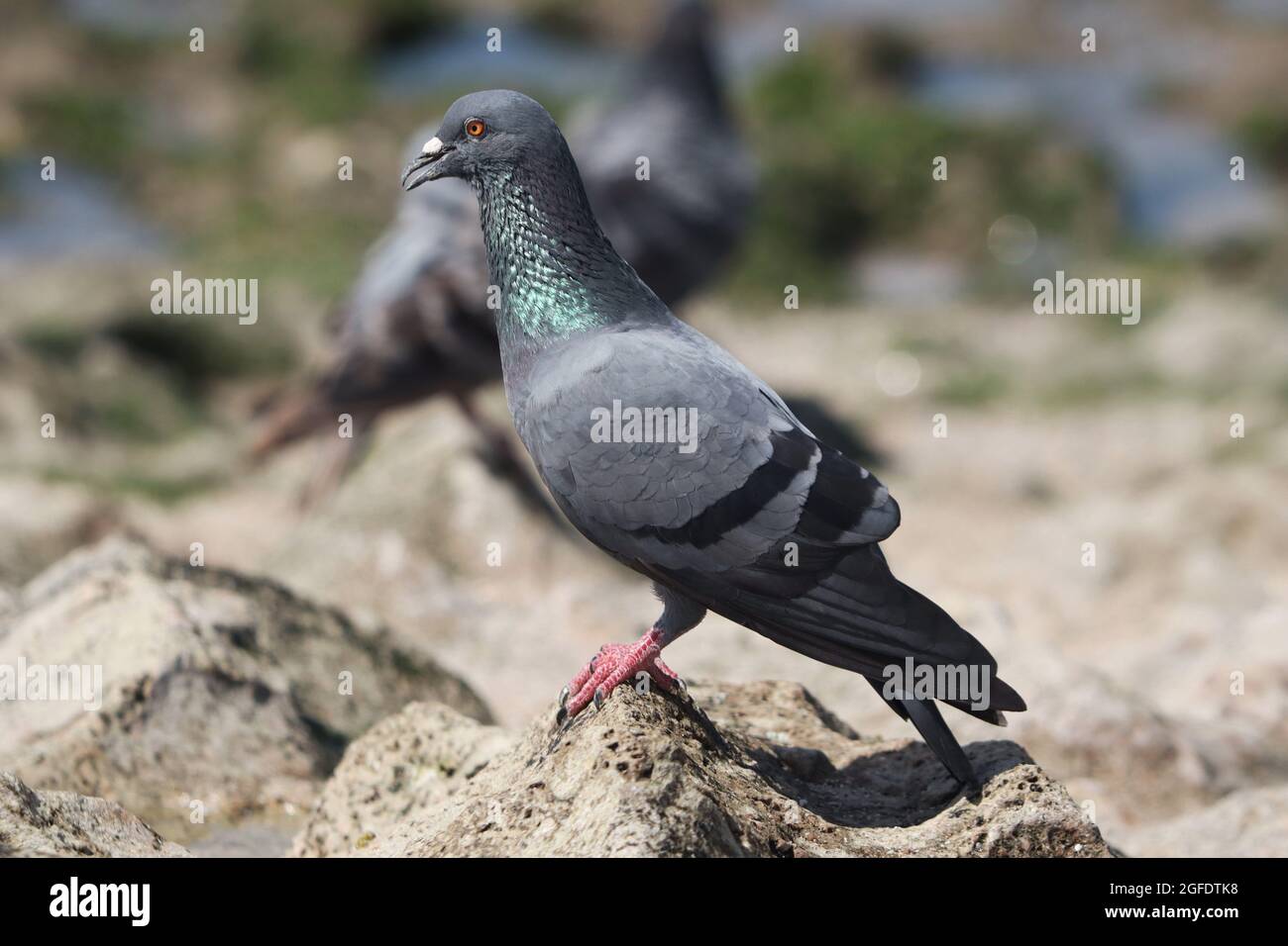 Roc bird hi-res stock photography and images - Alamy