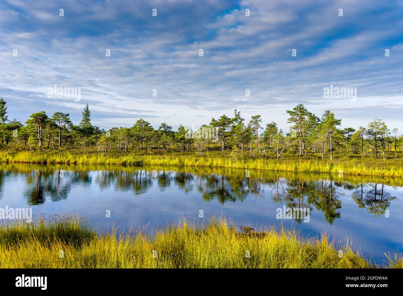 A raised bog and marsh landscape under an expressive sky Stock Photo ...