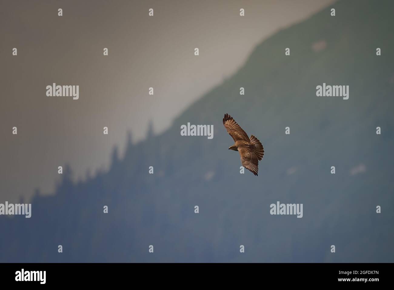 Low angle shot of a bird in the sky Stock Photo - Alamy