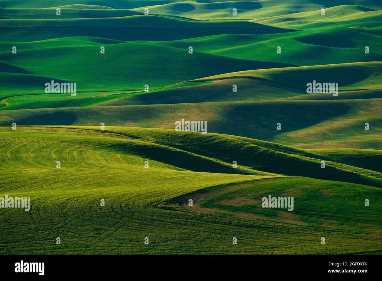 View from the Palouse, Washington State with rolling green wheat ...