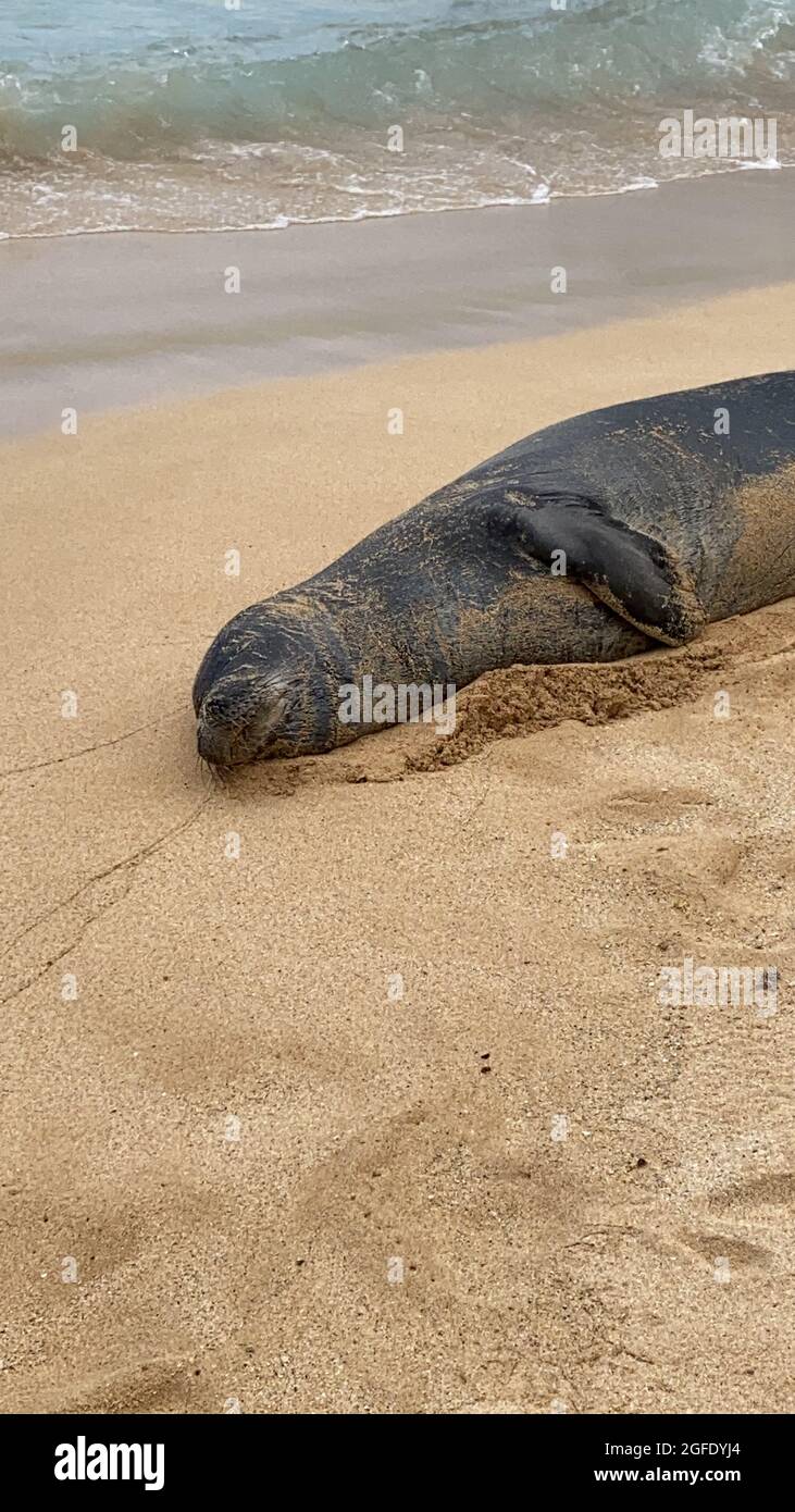 Endangered Hawaiian Monk Seal rests on the beach in Kauai. The Hawaiian ...