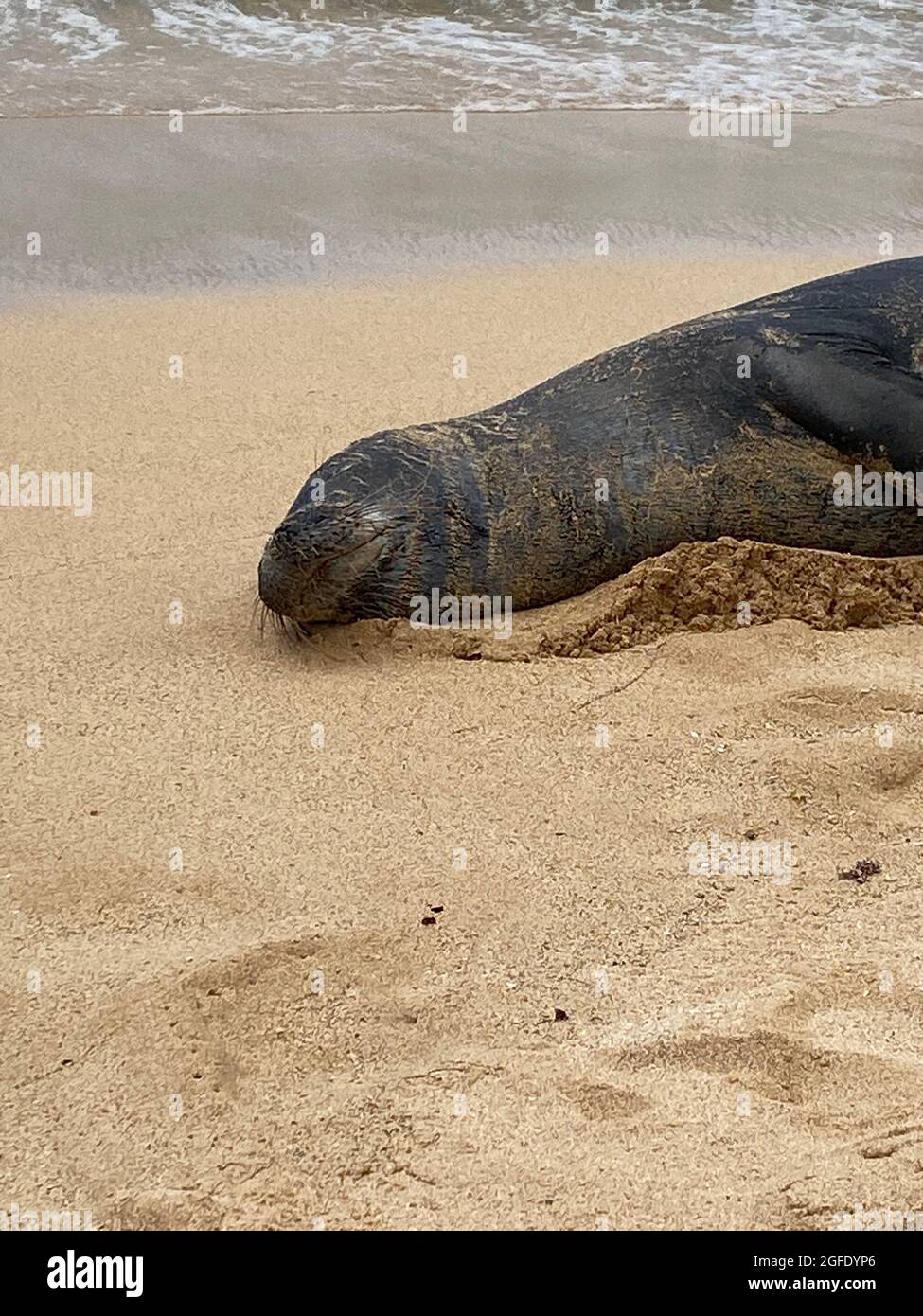 Endangered Hawaiian Monk Seal rests on the beach in Kauai. The Hawaiian ...