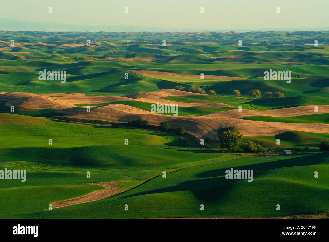 View from the Palouse, Washington State with rolling green wheat ...