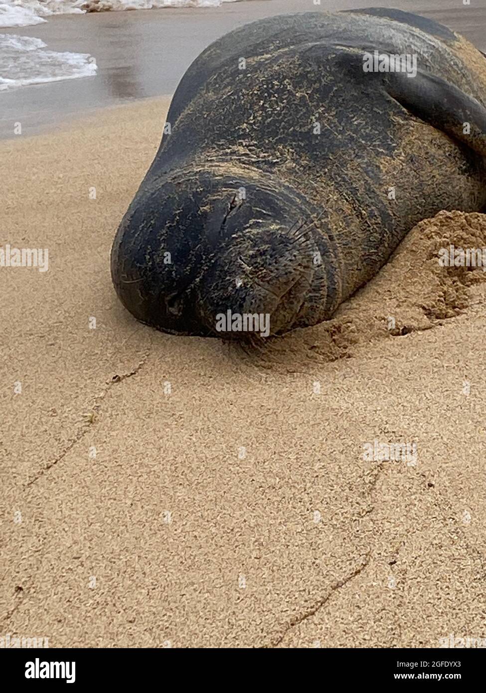 Endangered Hawaiian Monk Seal rests on the beach in Kauai. The Hawaiian ...
