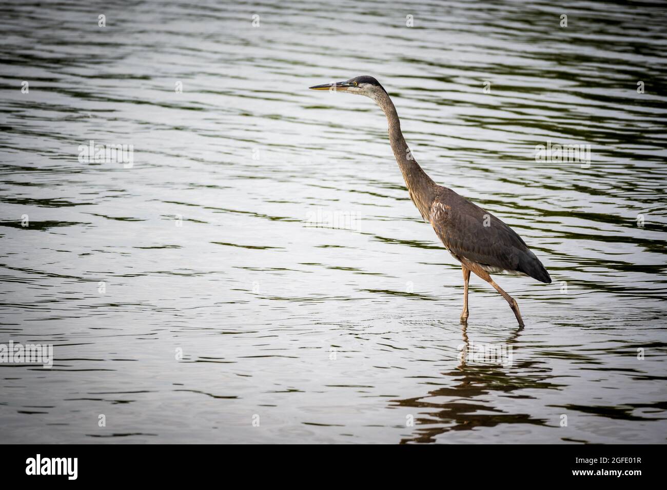 Closeup shot of a crane in the sea Stock Photo - Alamy