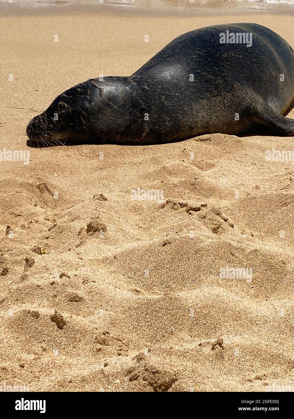 Endangered Hawaiian Monk Seal rests on the beach in Kauai. The Hawaiian ...