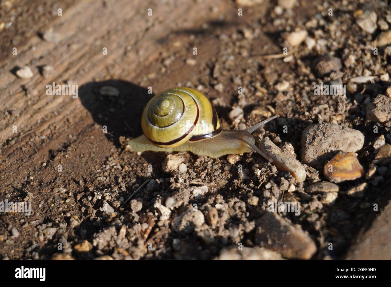Snail crossing path near Golden Cap, Dorset, UK Stock Photo - Alamy
