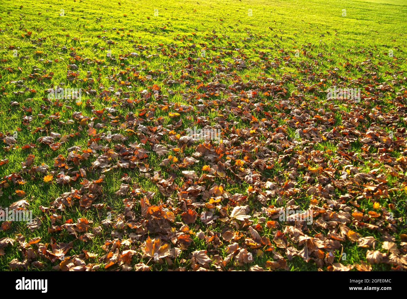 Dry leaves on a lawn in late fall season Stock Photo - Alamy