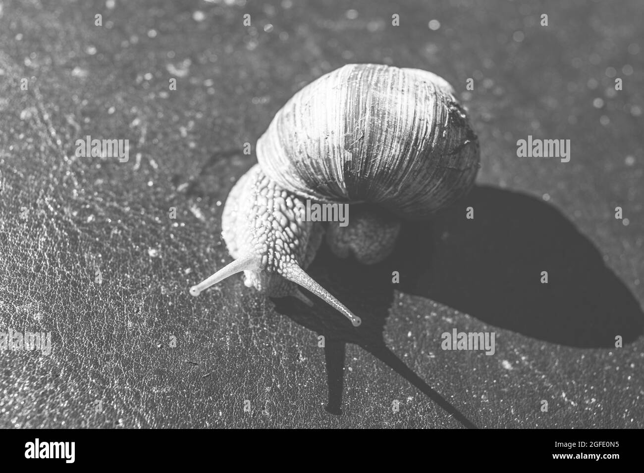 Top angle grayscale shot of a snail on a wet ground Stock Photo - Alamy
