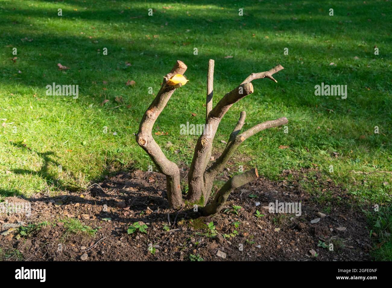 Closeup shot of short branches growing on the soil in the middle of a ...