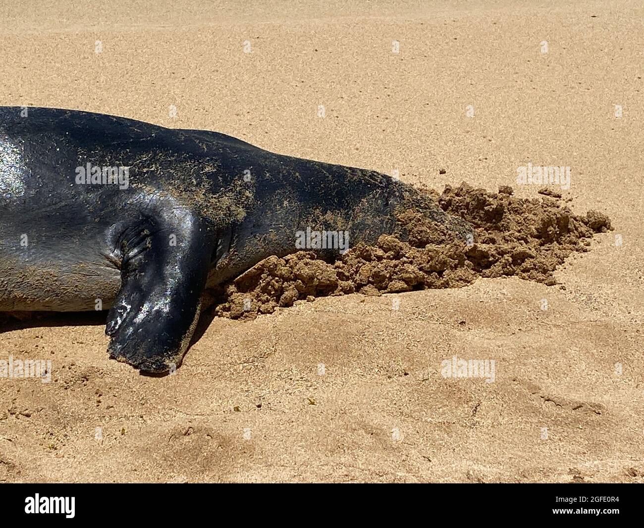 Endangered Hawaiian Monk Seal buries her head in the sand at Poipu ...