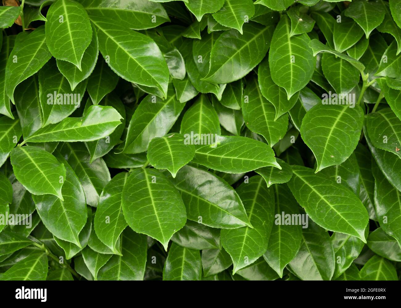Green hedge abstract background hi-res stock photography and images - Alamy