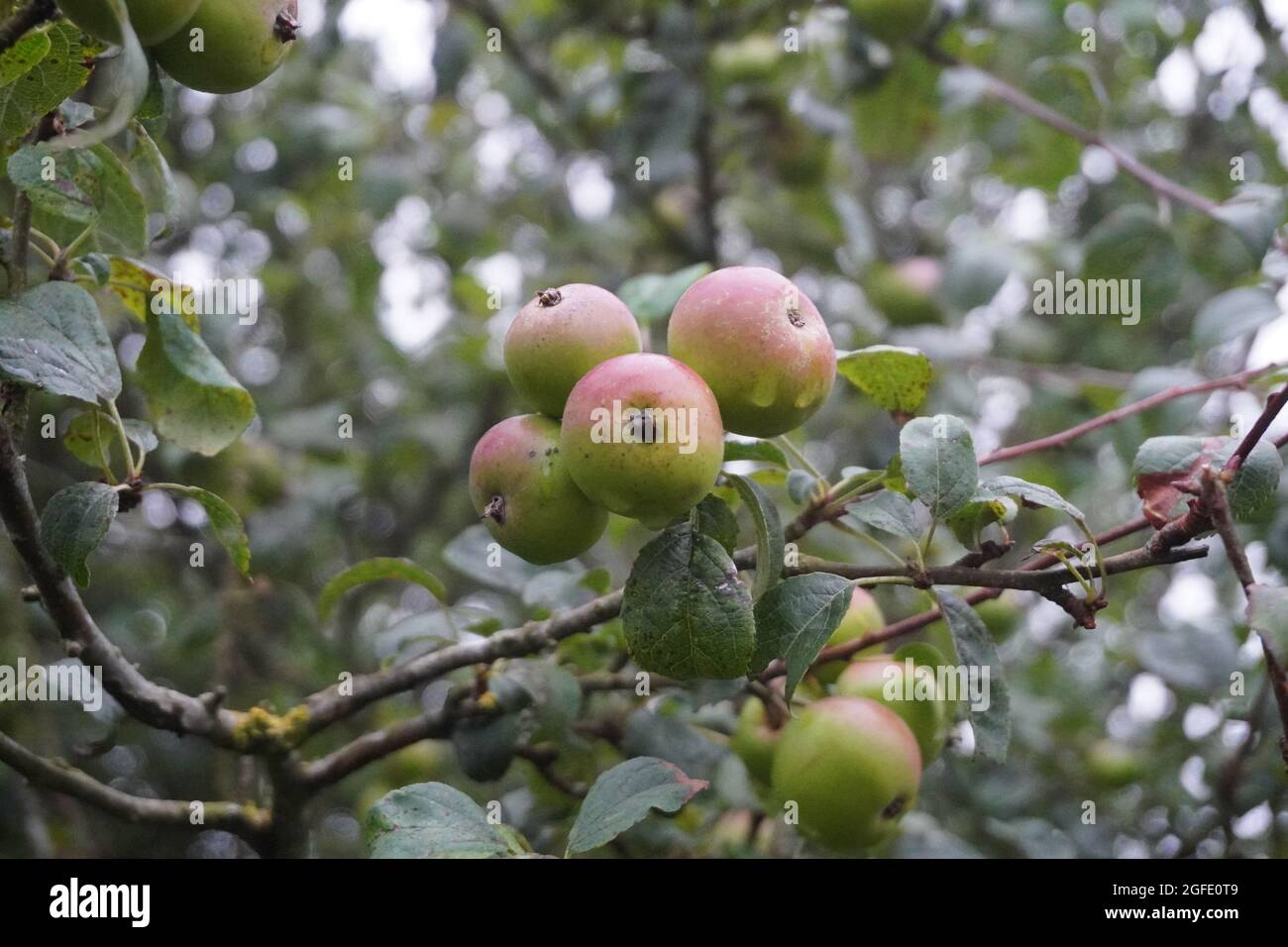 Wild apple tree hi-res stock photography and images - Alamy