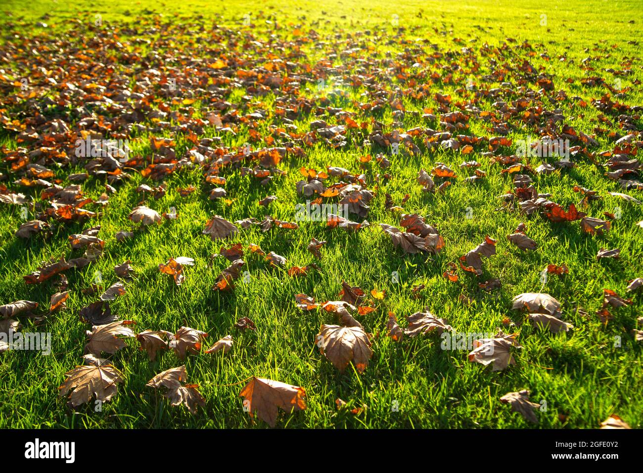 Dry leaves on a lawn in late fall season Stock Photo - Alamy