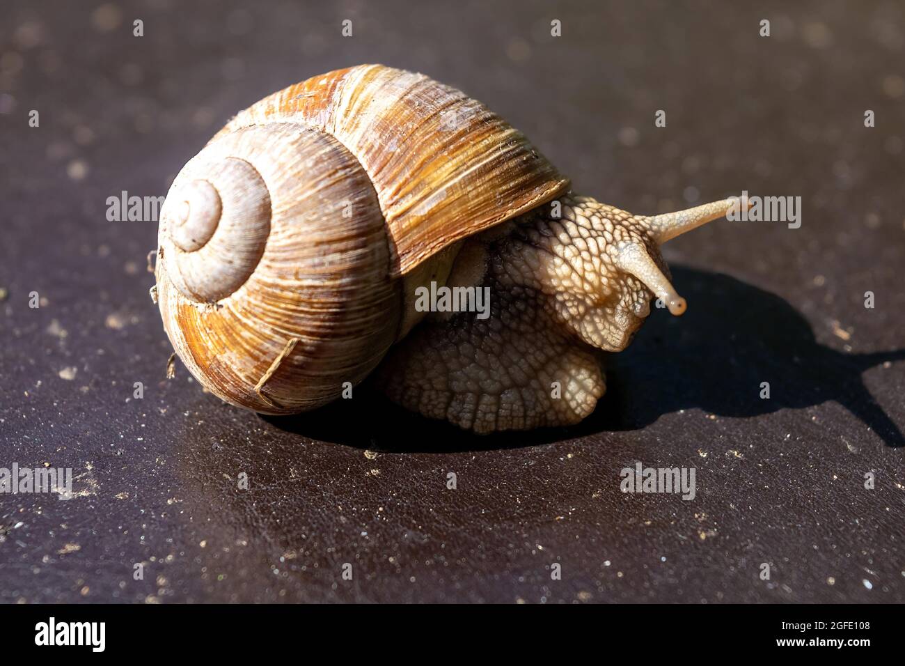 Curled shell hi-res stock photography and images - Alamy