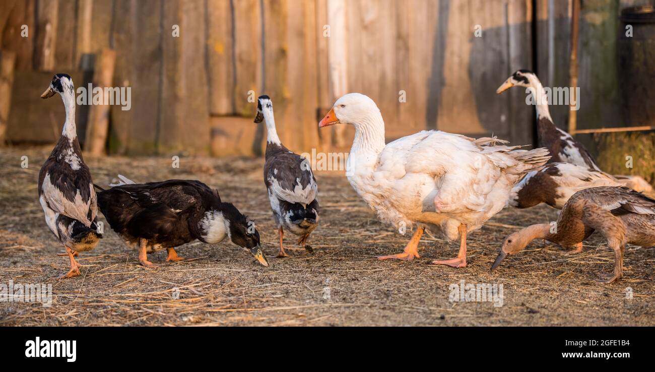 Group of geese walking around yard and garden Stock Photo - Alamy