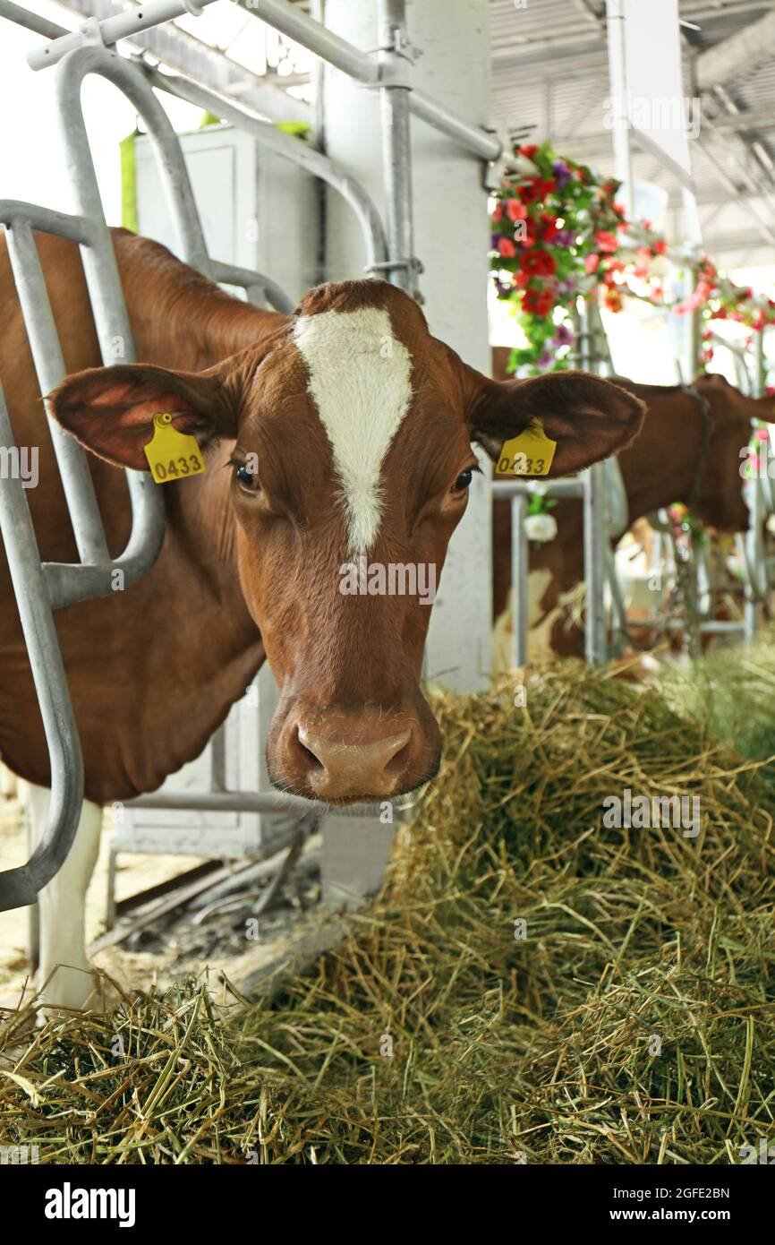 Cow in corral Stock Photo - Alamy