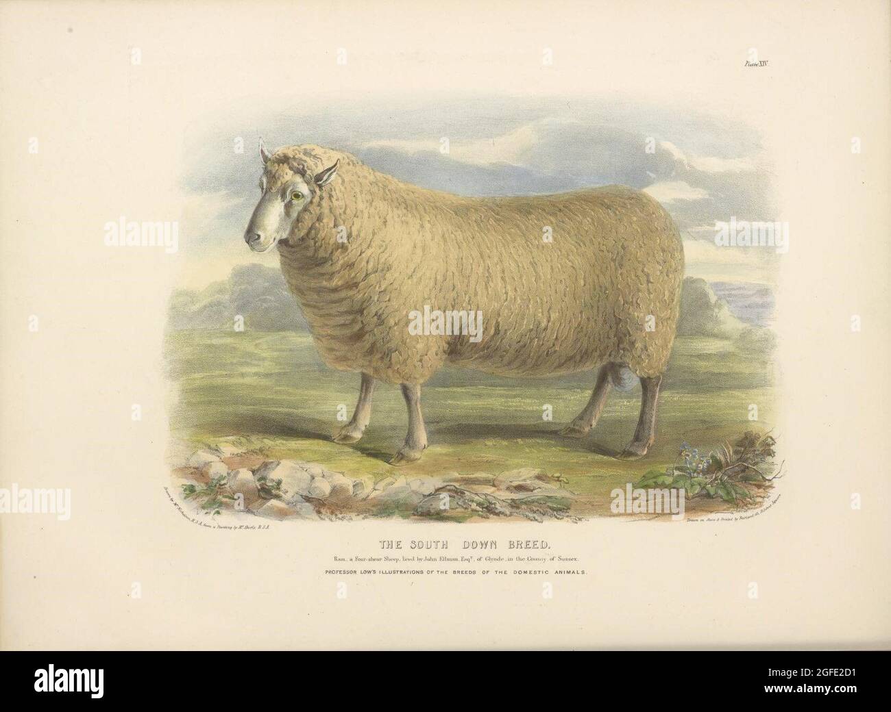 The breeds of the domestic animals of the british islands hi-res stock ...