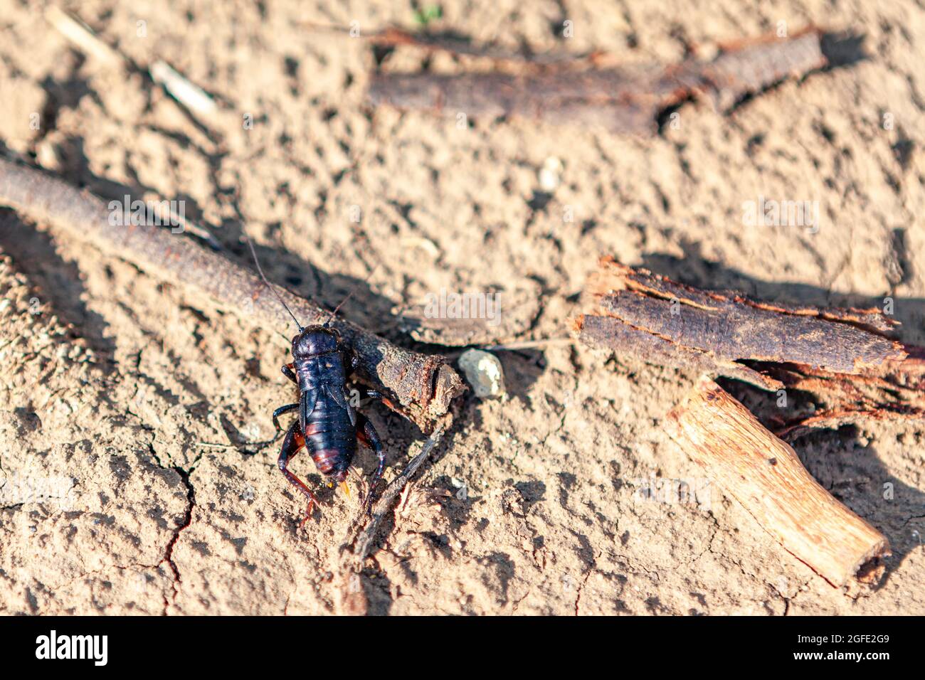 Cricket Orthopteran Insect on the ground Stock Photo - Alamy