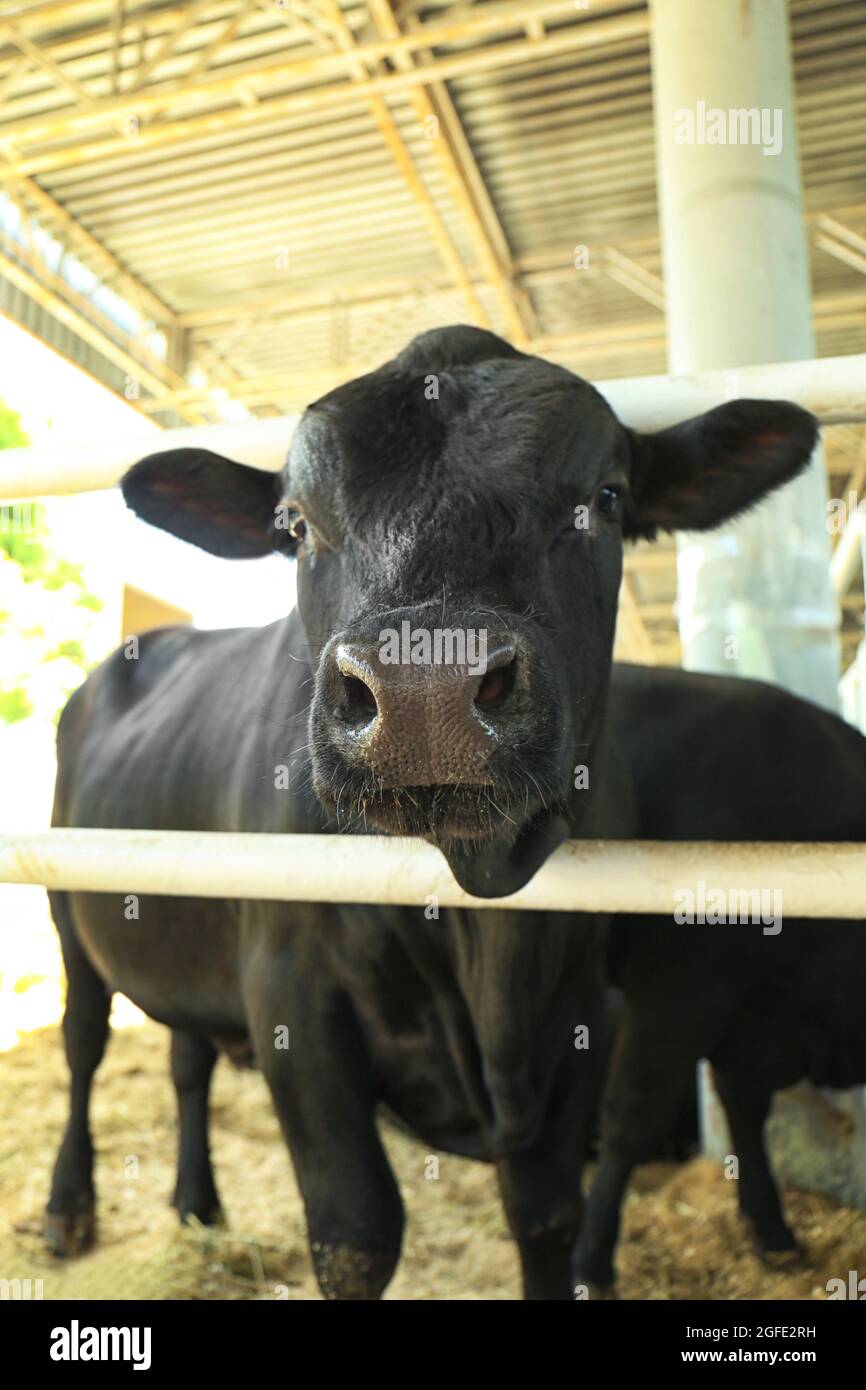 Cow in corral Stock Photo - Alamy