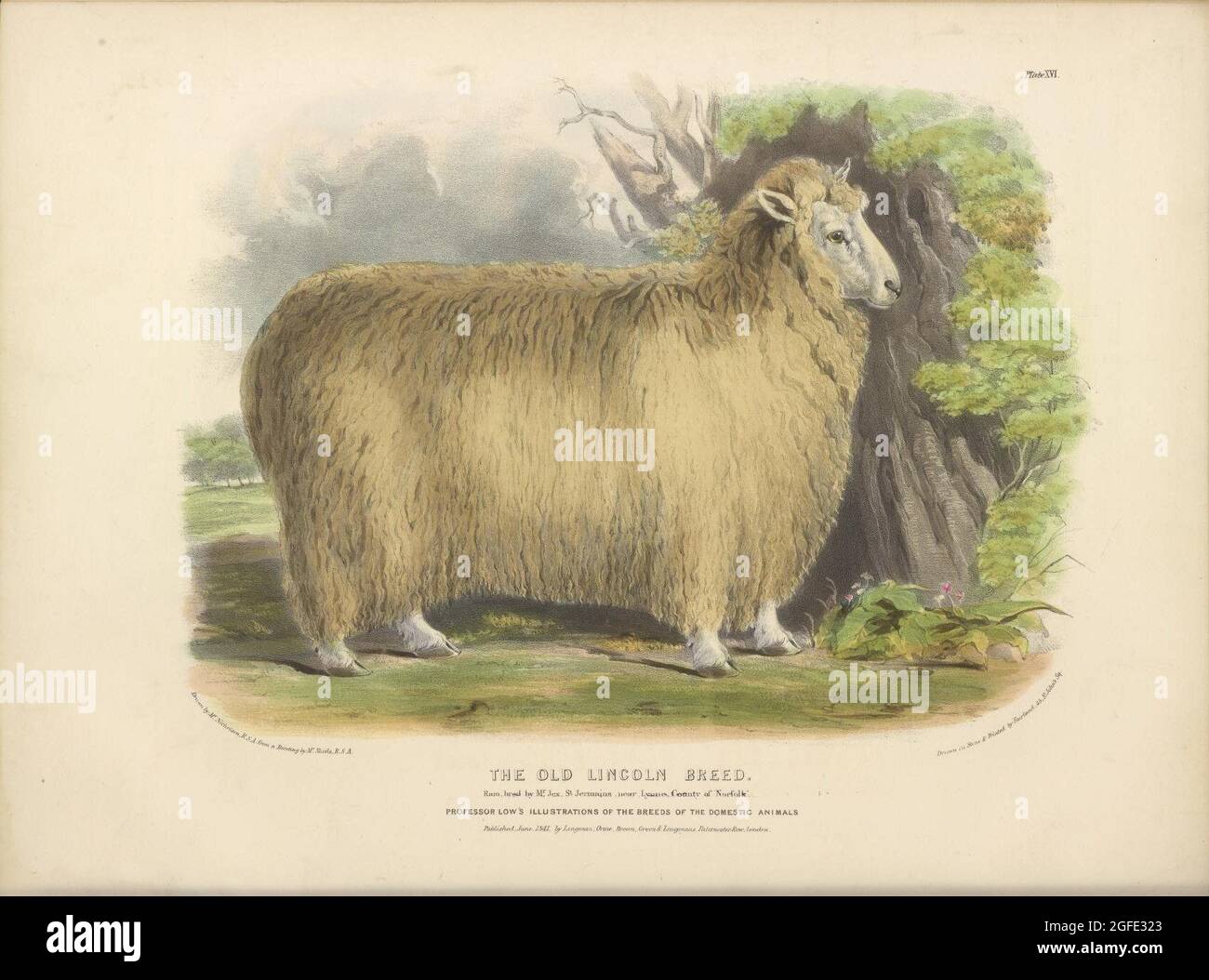 Pig dog cow chicken hi-res stock photography and images - Alamy