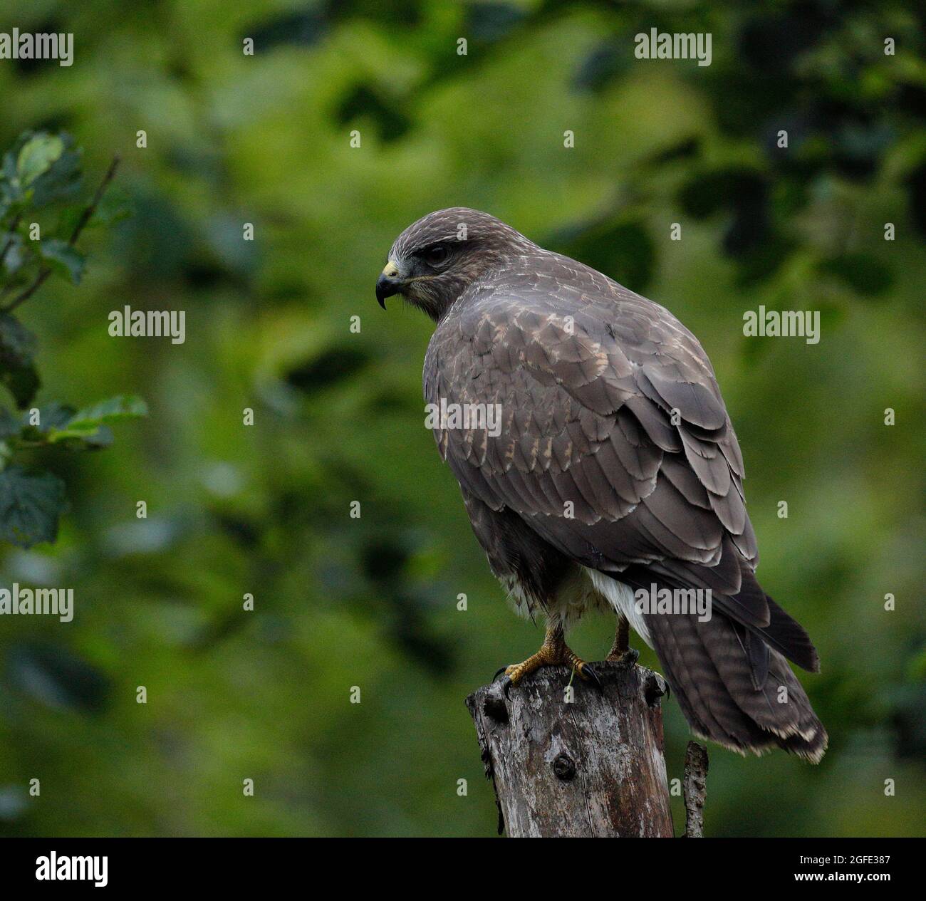 Buzzards are large wild birds hi-res stock photography and images - Alamy