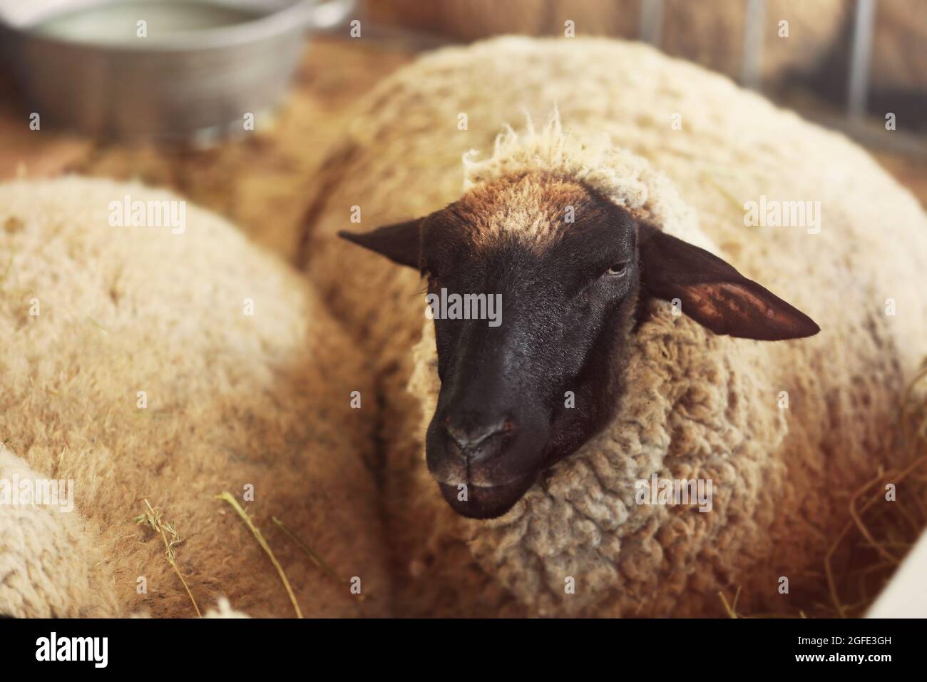 Sheep in corral Stock Photo - Alamy