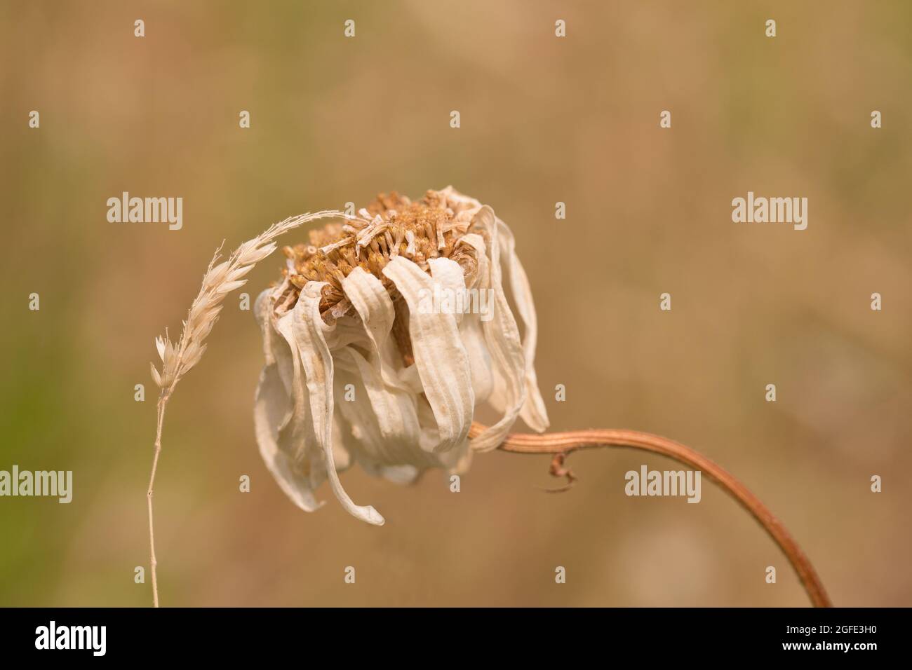 A dry weed leaning into a dry, dying daisy Stock Photo - Alamy