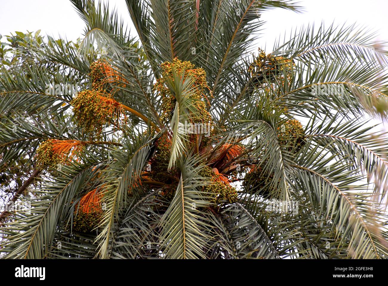 The top part of the palm tree and the palm flakes planted in it Stock ...