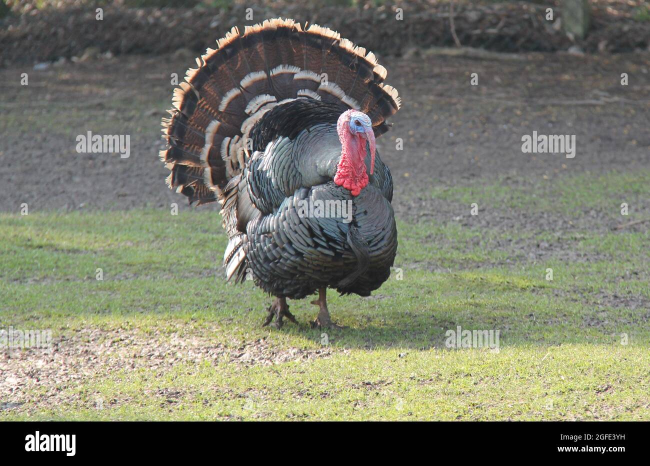 Large tail hi-res stock photography and images - Alamy