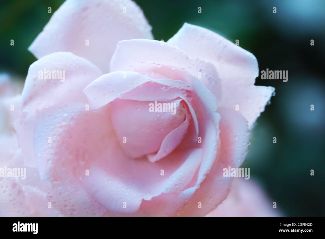 Beautiful pink tea rose with dew, closeup Stock Photo - Alamy