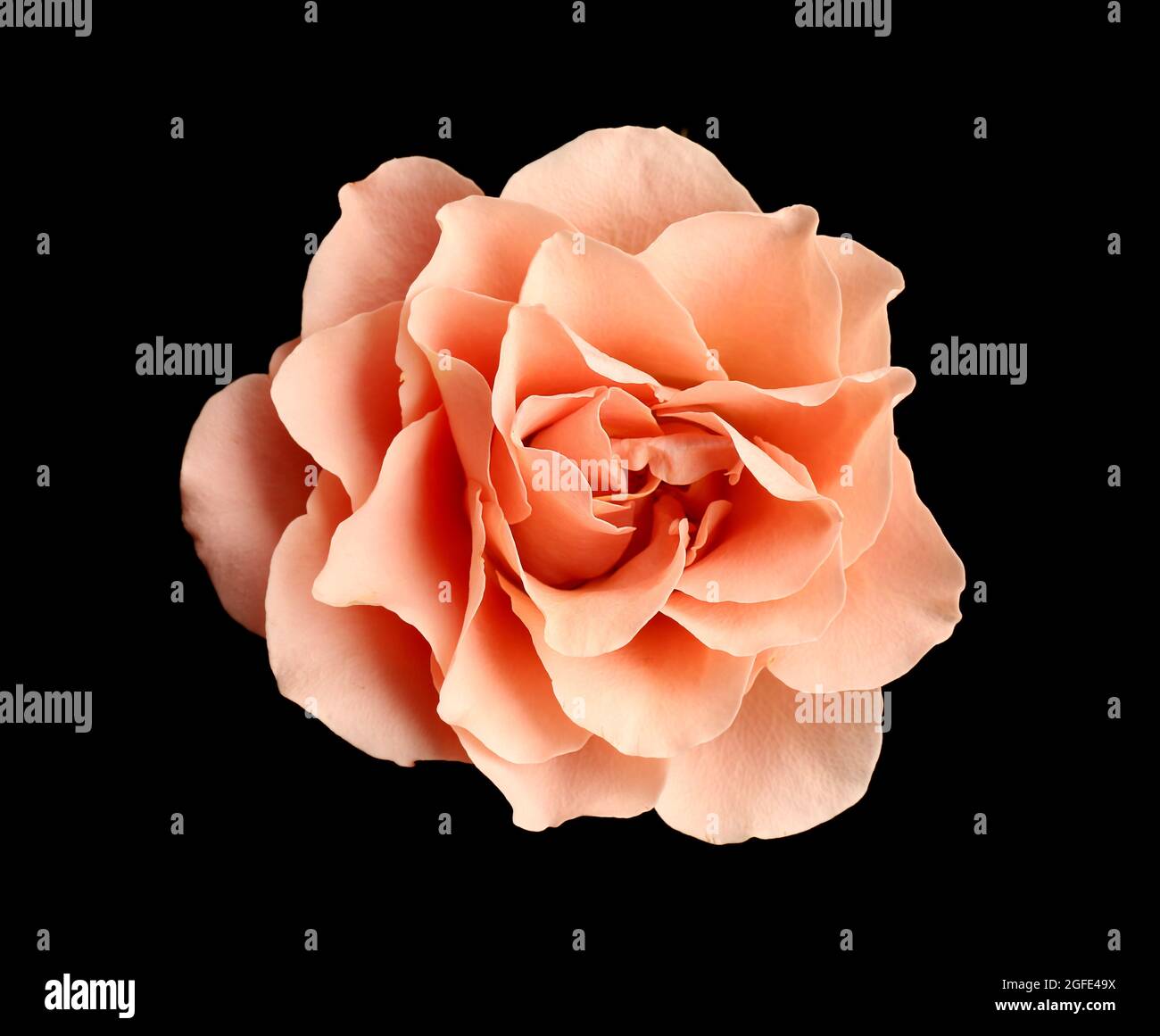Beautiful pink rose on black background Stock Photo - Alamy