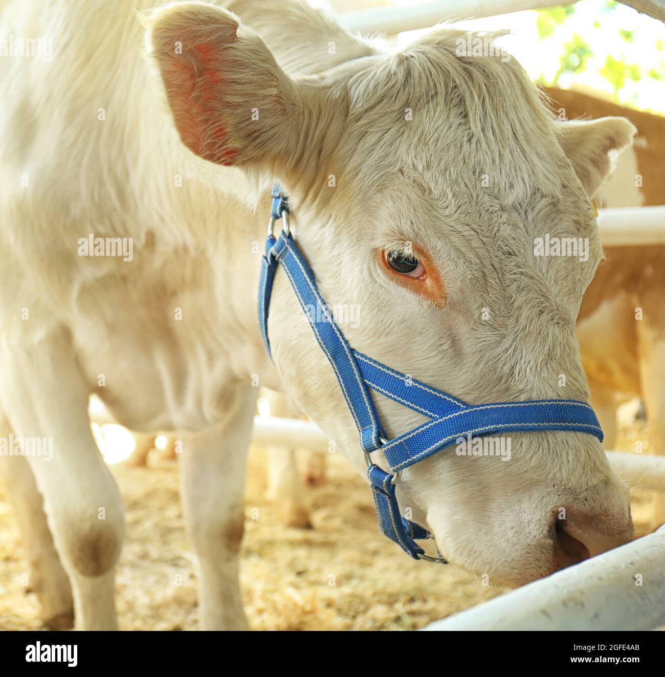 Cow in corral Stock Photo - Alamy