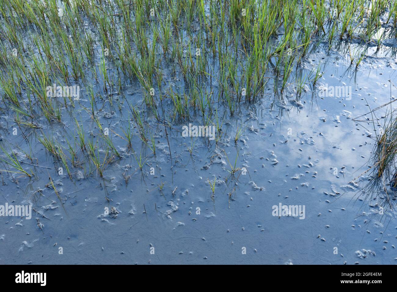 Small crabs in shallow water reflecting the blue sky, green salt marsh ...