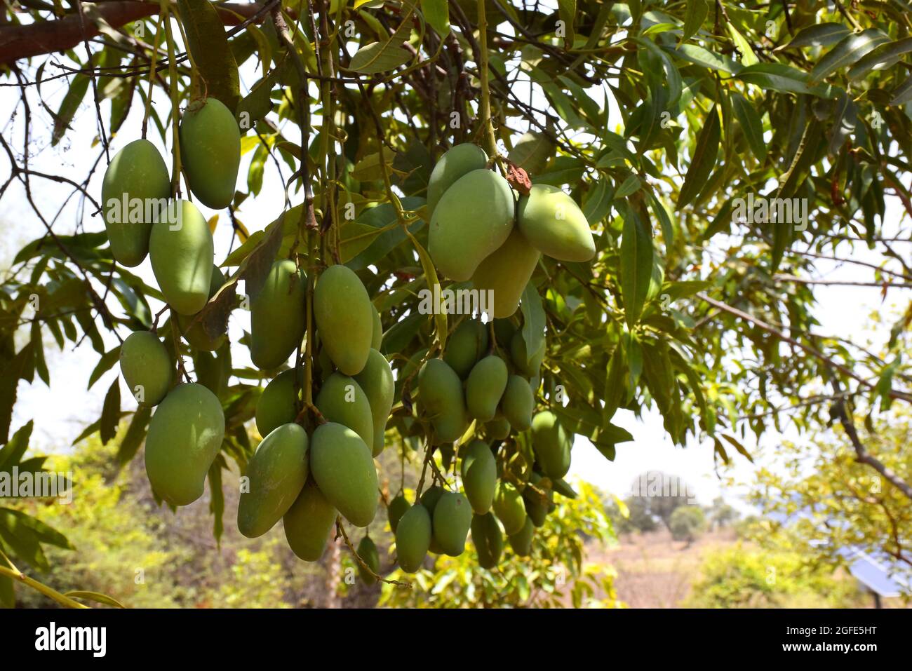 Mango orchard hi-res stock photography and images - Alamy