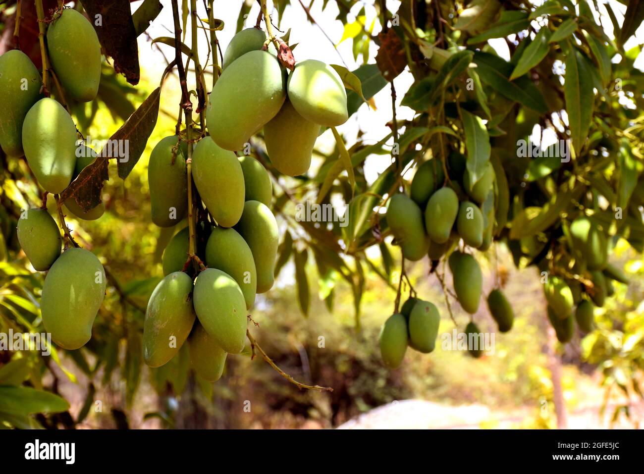 Fresh green organic bunch of mangoes hanging on a mango tree. view of ...