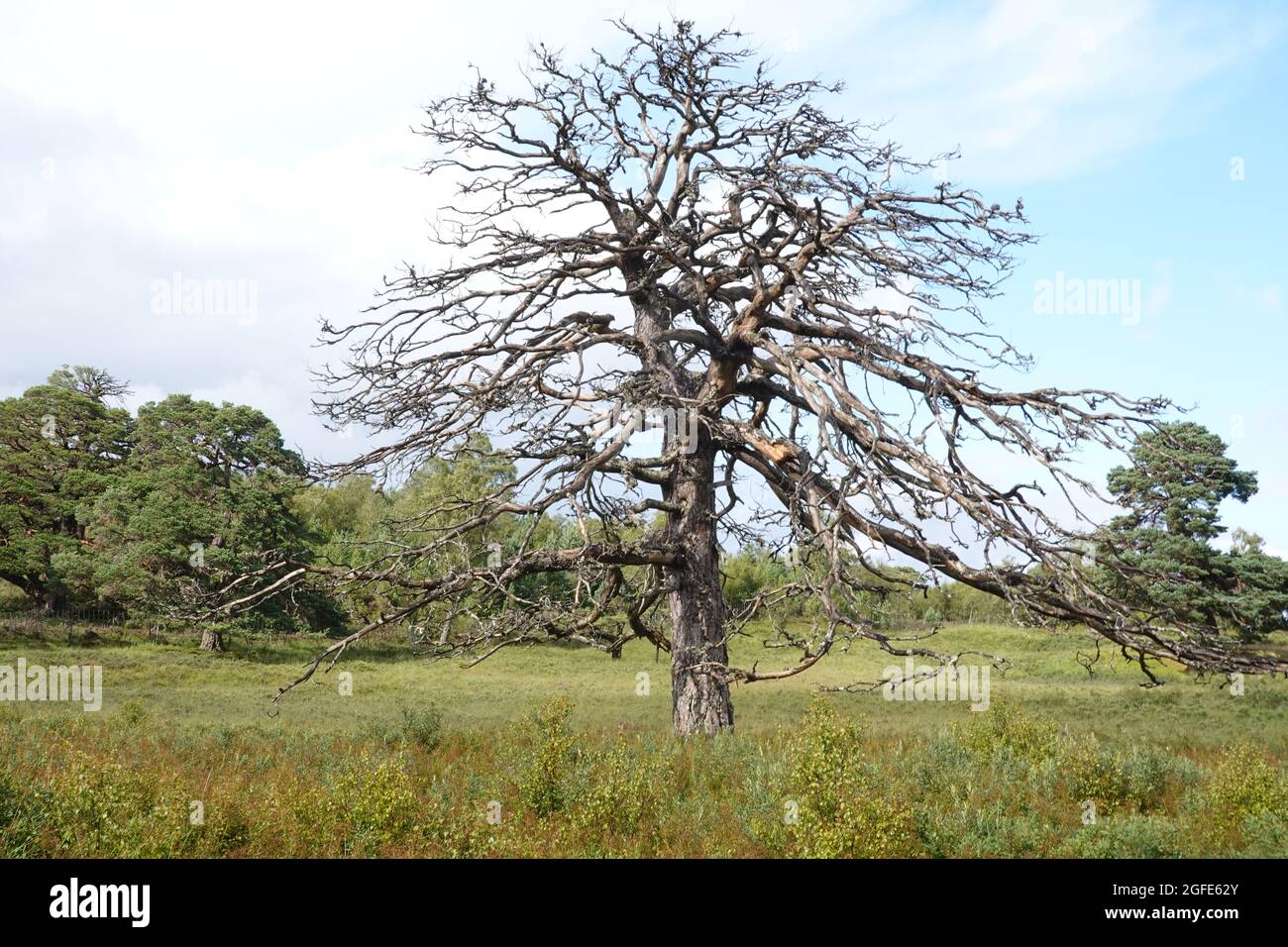 Dead Scots Pine, Black Wood of Rannoch, an remnant of an ancient ...