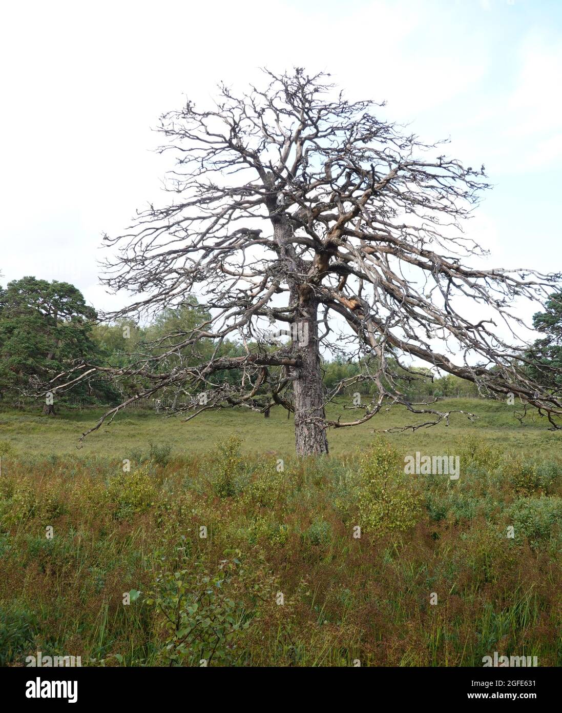 Dead caledonian pine hi-res stock photography and images - Alamy