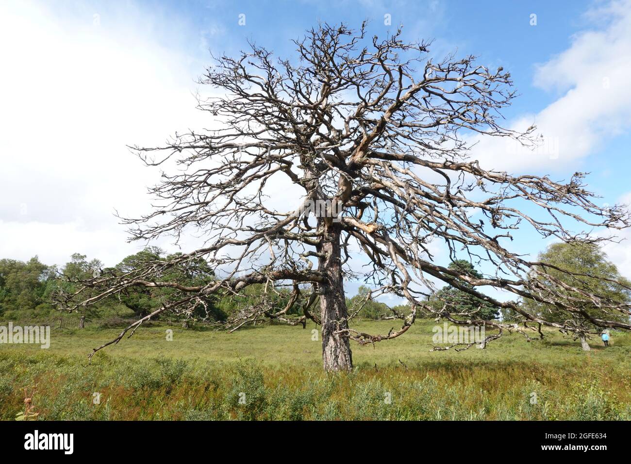 Dead Scots Pine, Black Wood of Rannoch, an remnant of an ancient ...