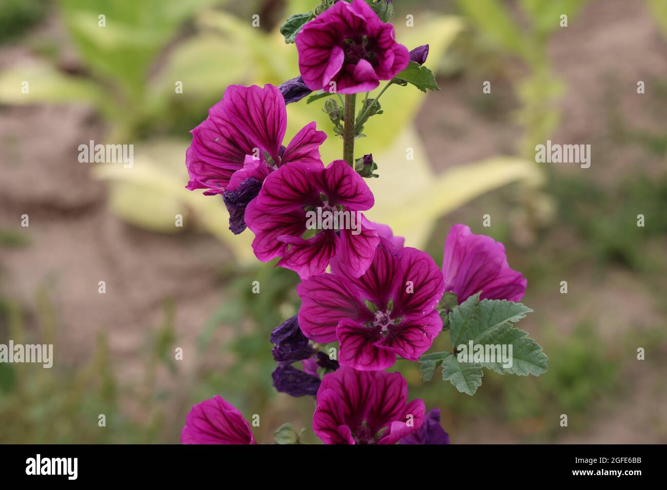 Malva sylvestris is a species of the mallow genus Malva in the family ...