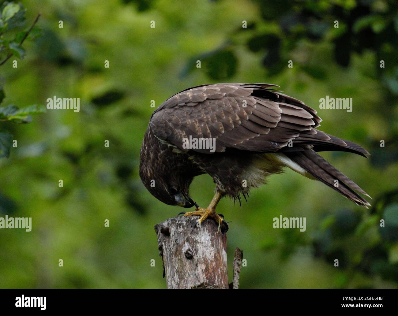Buzzards are large wild birds hi-res stock photography and images - Alamy