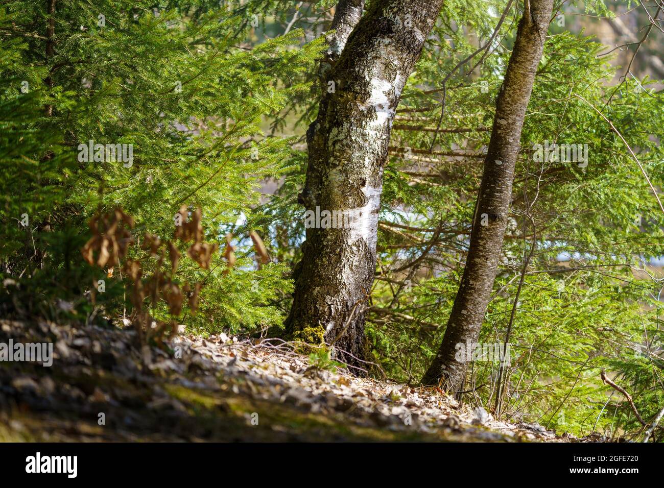 Shot trees in beautiful hi-res stock photography and images - Alamy