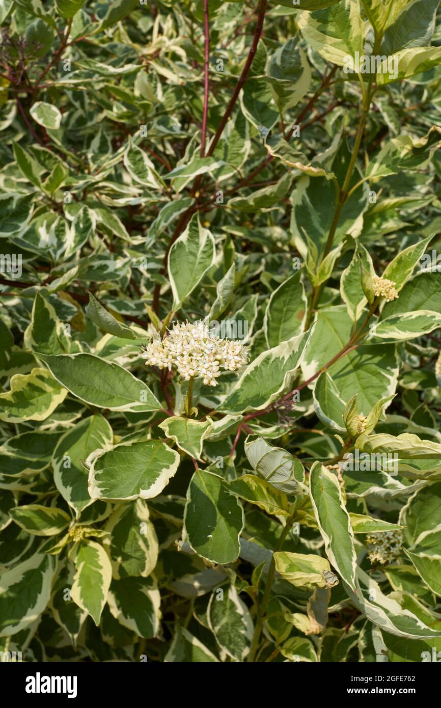 Cornus alba shrub in bloom Stock Photo - Alamy