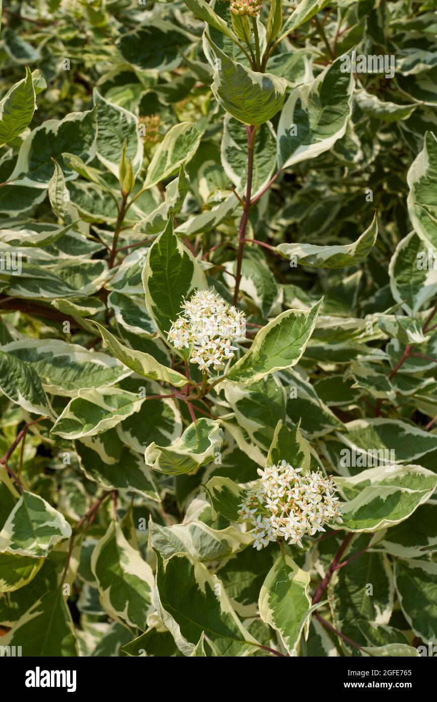 Cornus alba shrub in bloom Stock Photo - Alamy
