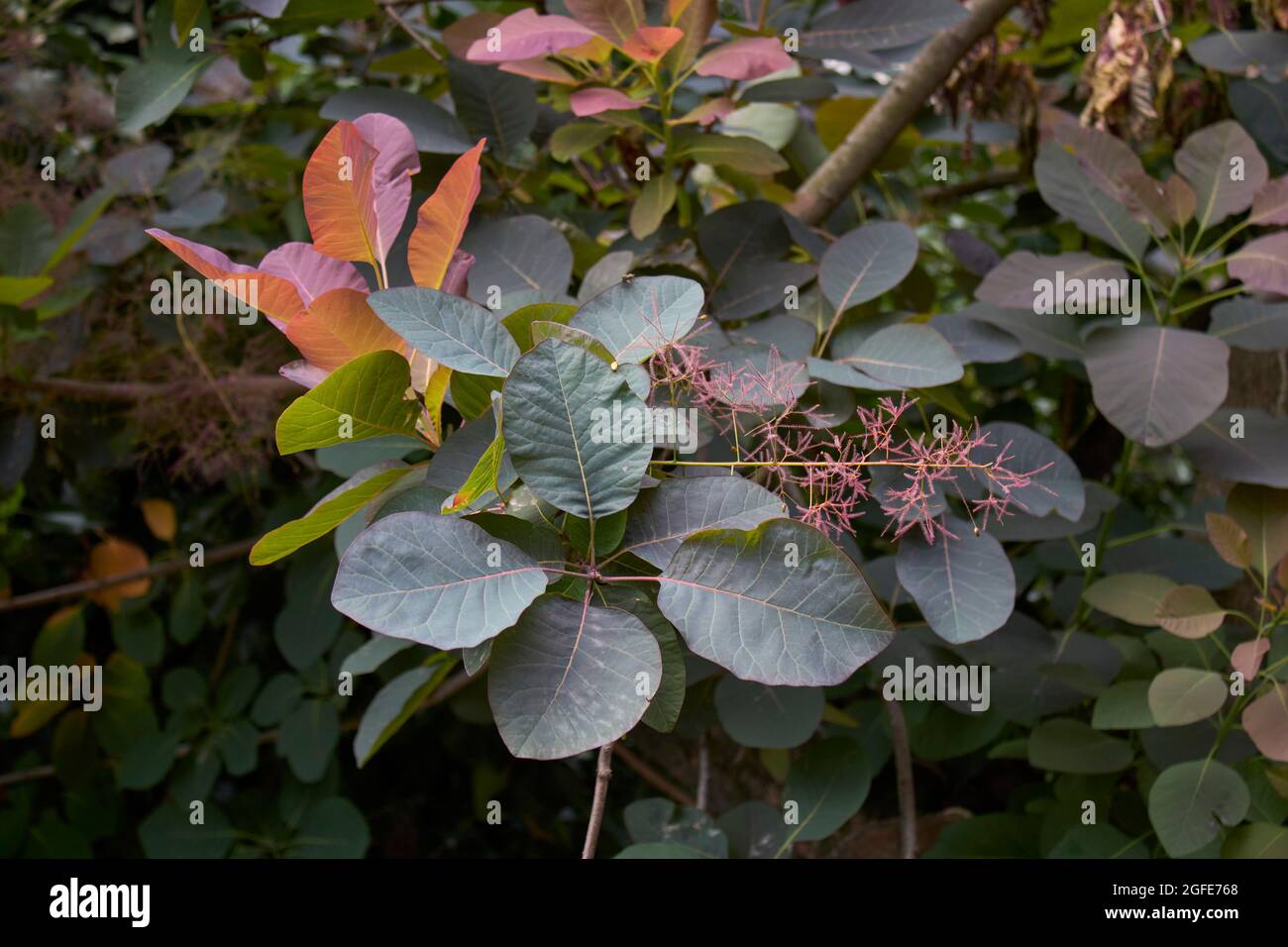 Cotinus coggygria fresh foliage and yellow inflorescence Stock Photo ...
