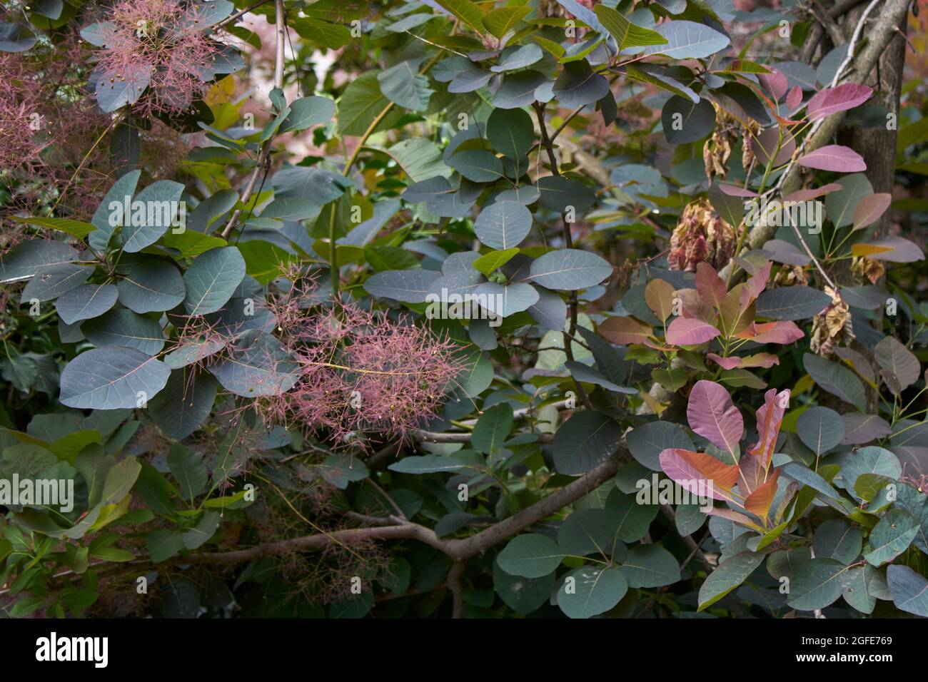 Cotinus coggygria fresh foliage and yellow inflorescence Stock Photo ...