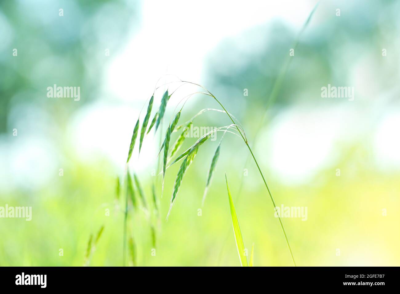 Beautiful wild green grass in shiny summer day Stock Photo - Alamy