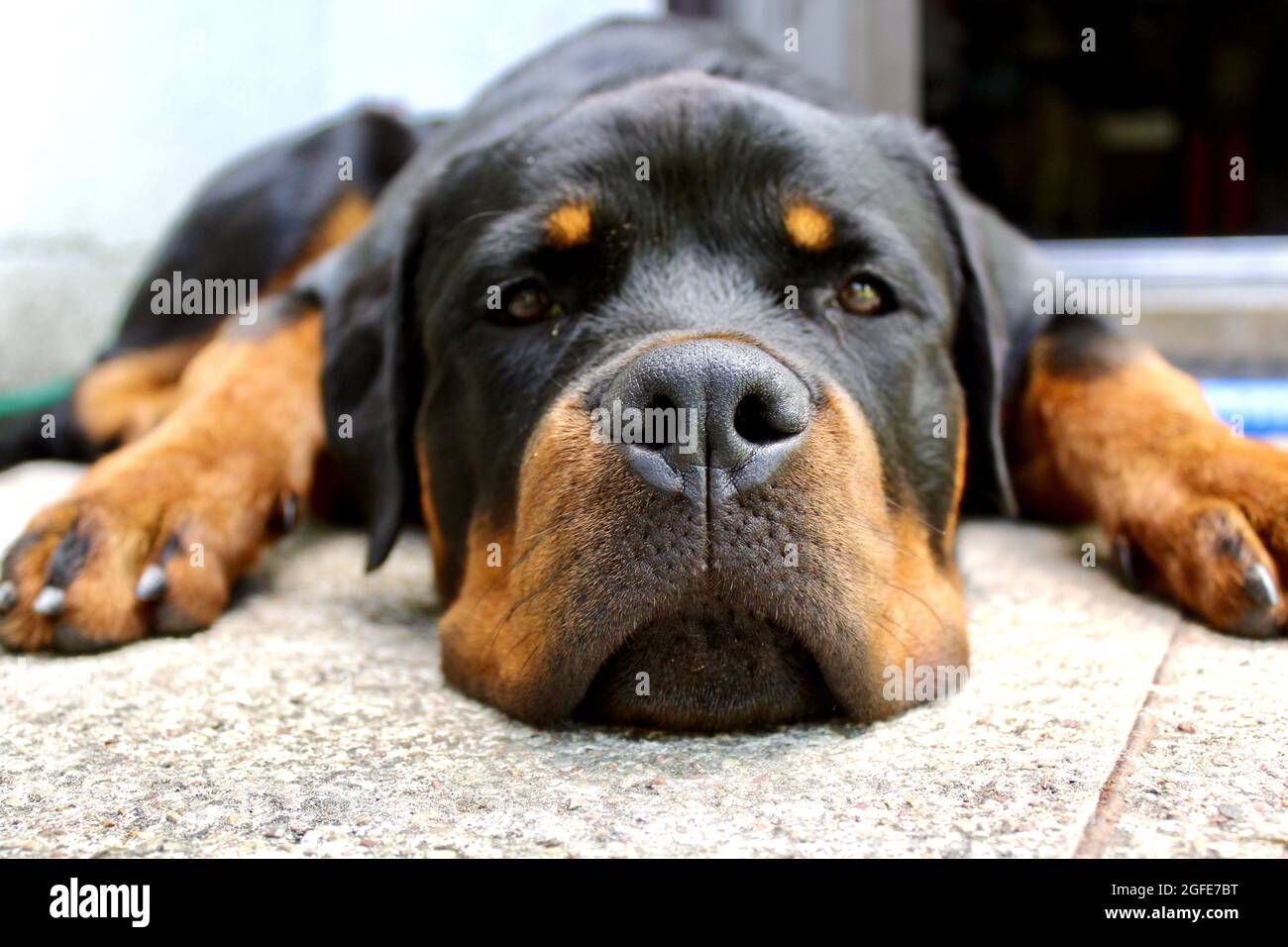 Rottweiler laying grass hi-res stock photography and images - Alamy